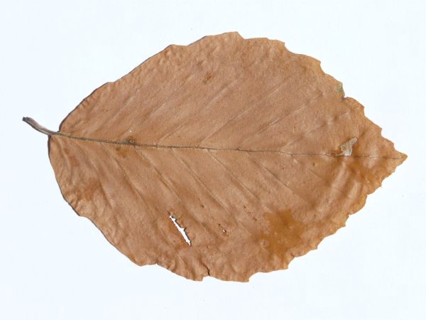 texture 0097 - Texturelib